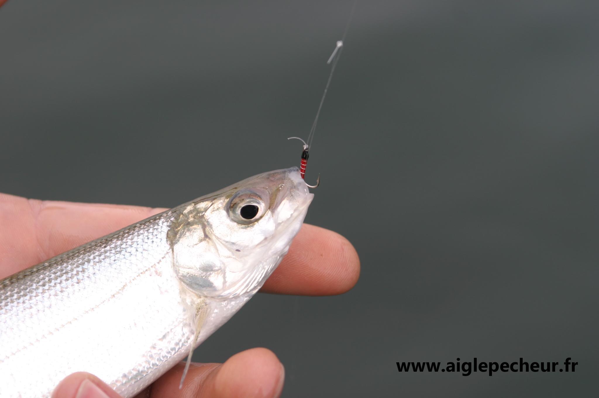 Nymphe double taille n°14 D142 corégone féra lavaret palé chironome ...